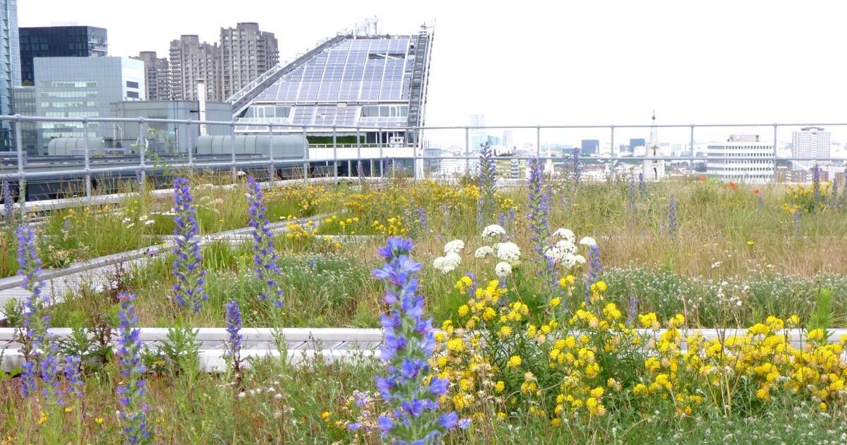 Green Roofs in Central London | Better Buildings Partnership